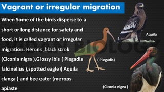 BIRD MIGRATION (ANIMAL BEHAVIOR) | PDF