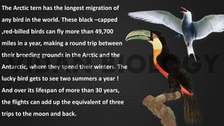 BIRD MIGRATION (ANIMAL BEHAVIOR) | PDF