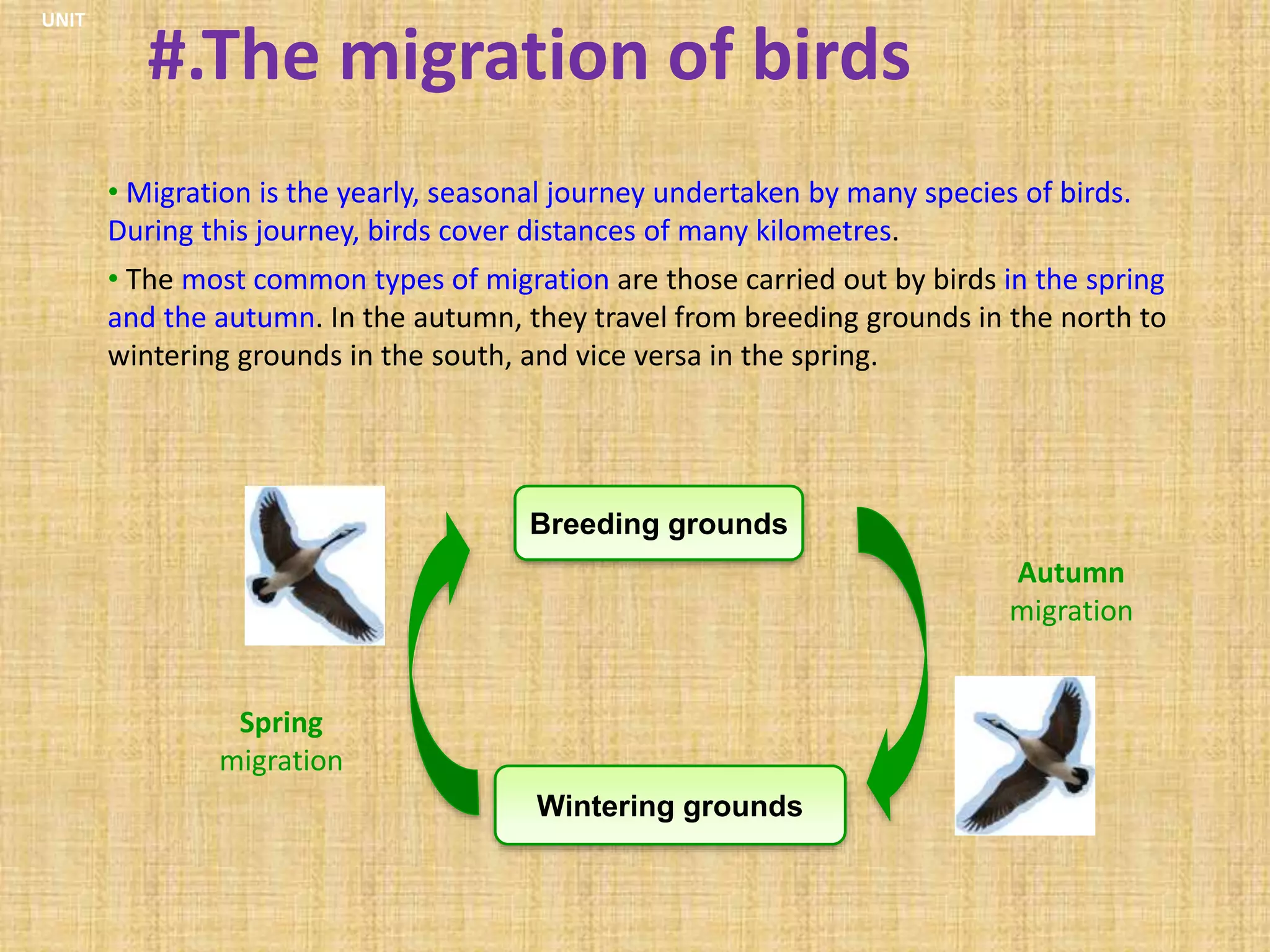 Bird migration | PPTX