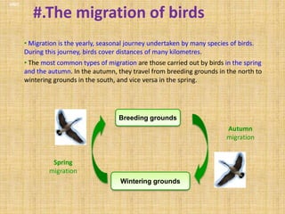 Bird migration | PPT