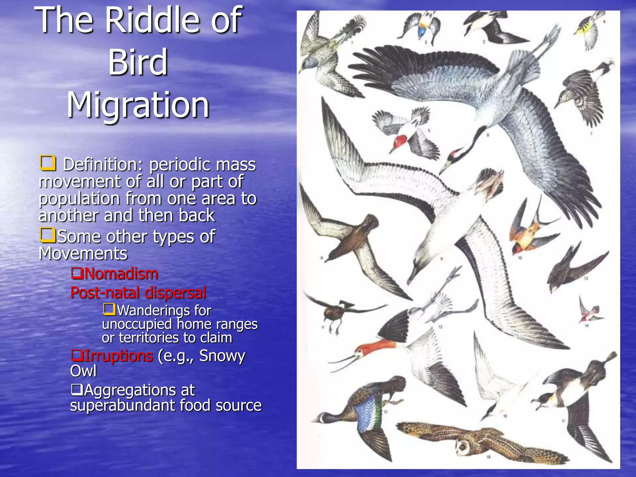 birdmigration.ppt