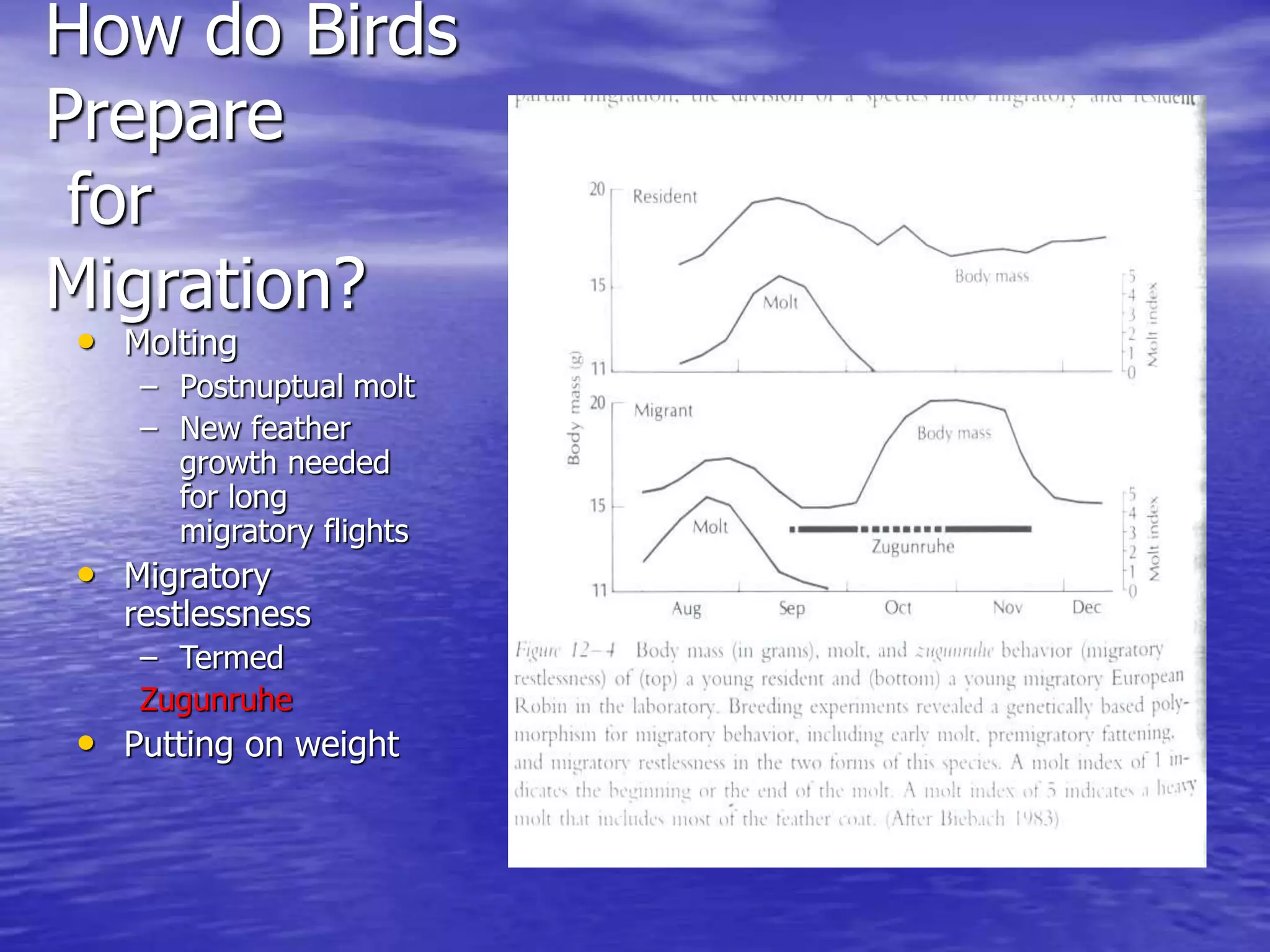 birdmigration.ppt