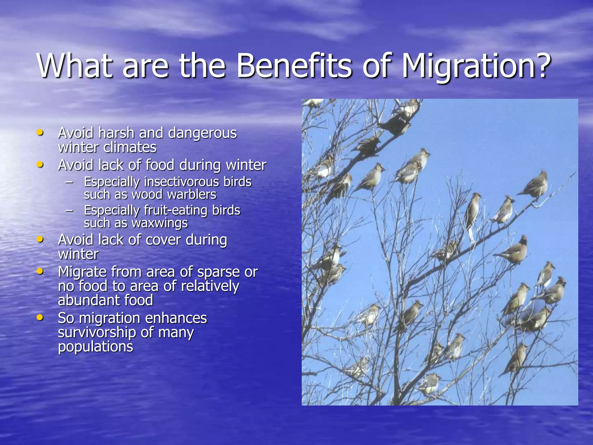 birdmigration.ppt