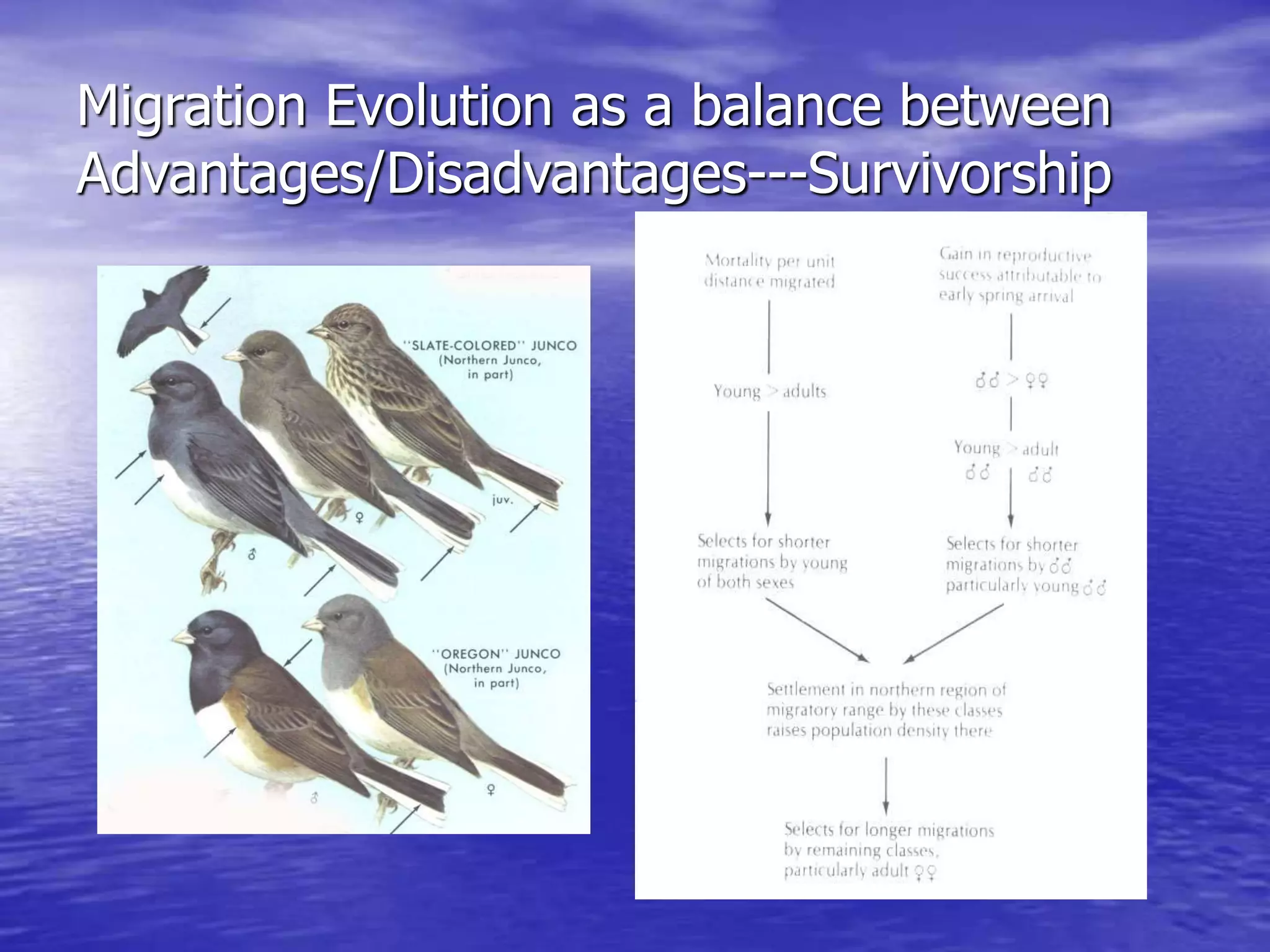 birdmigration.ppt