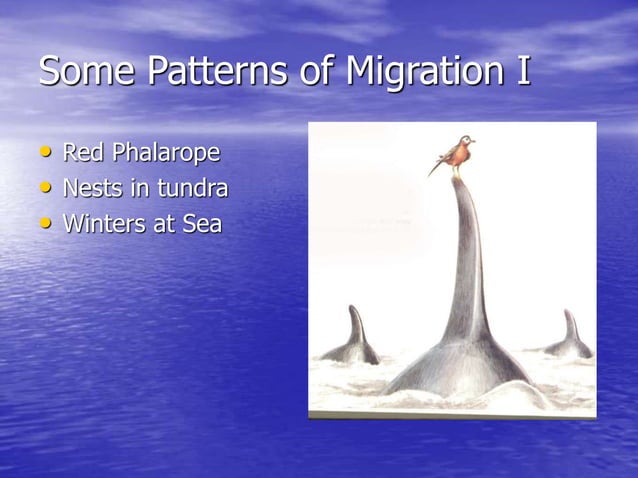 birdmigration.ppt