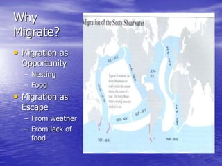 birdmigration.ppt