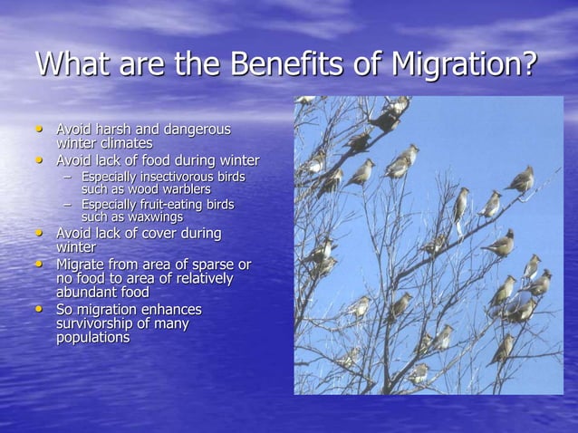 birdmigration.ppt