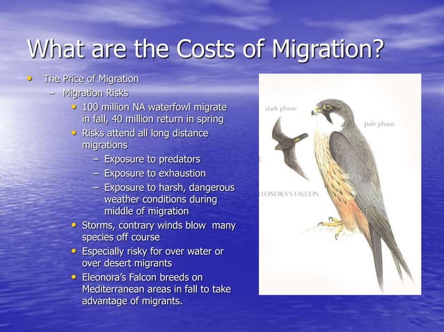 birdmigration.ppt