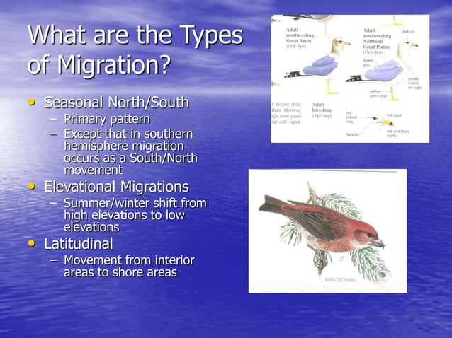 birdmigration.ppt