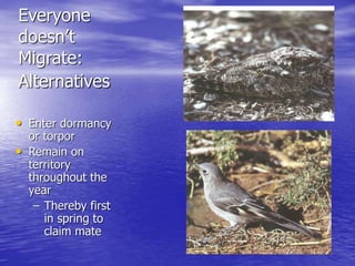 birdmigration.ppt