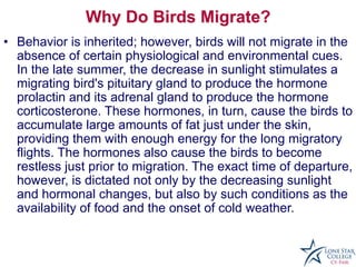 Bird Migration Presentation | PDF