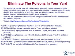 Bird Migration Presentation | PPT