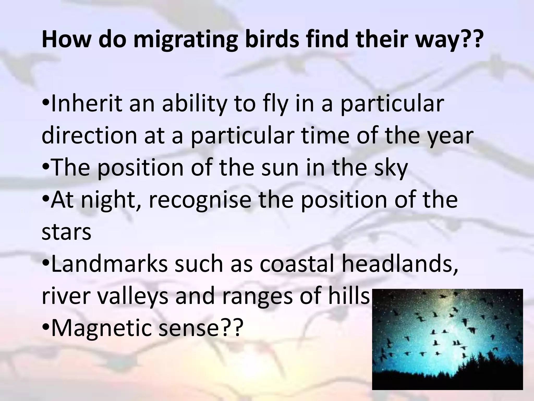 Bird migration | PPTX