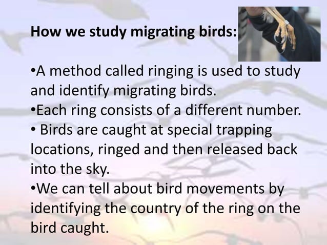 Bird migration | PPTX