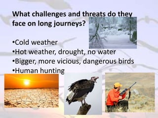Bird migration | PPTX