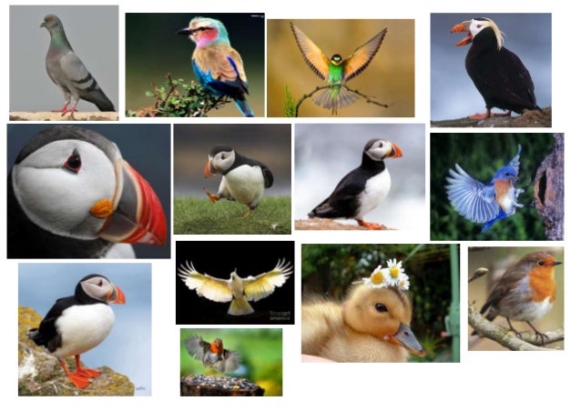 Bird moodboard