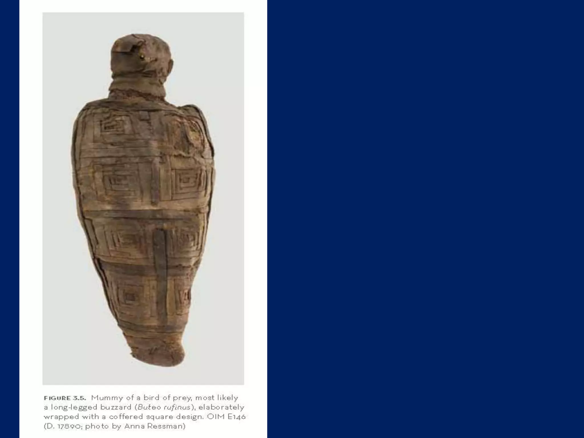 Bird mummies from ancient egypt | PPT
