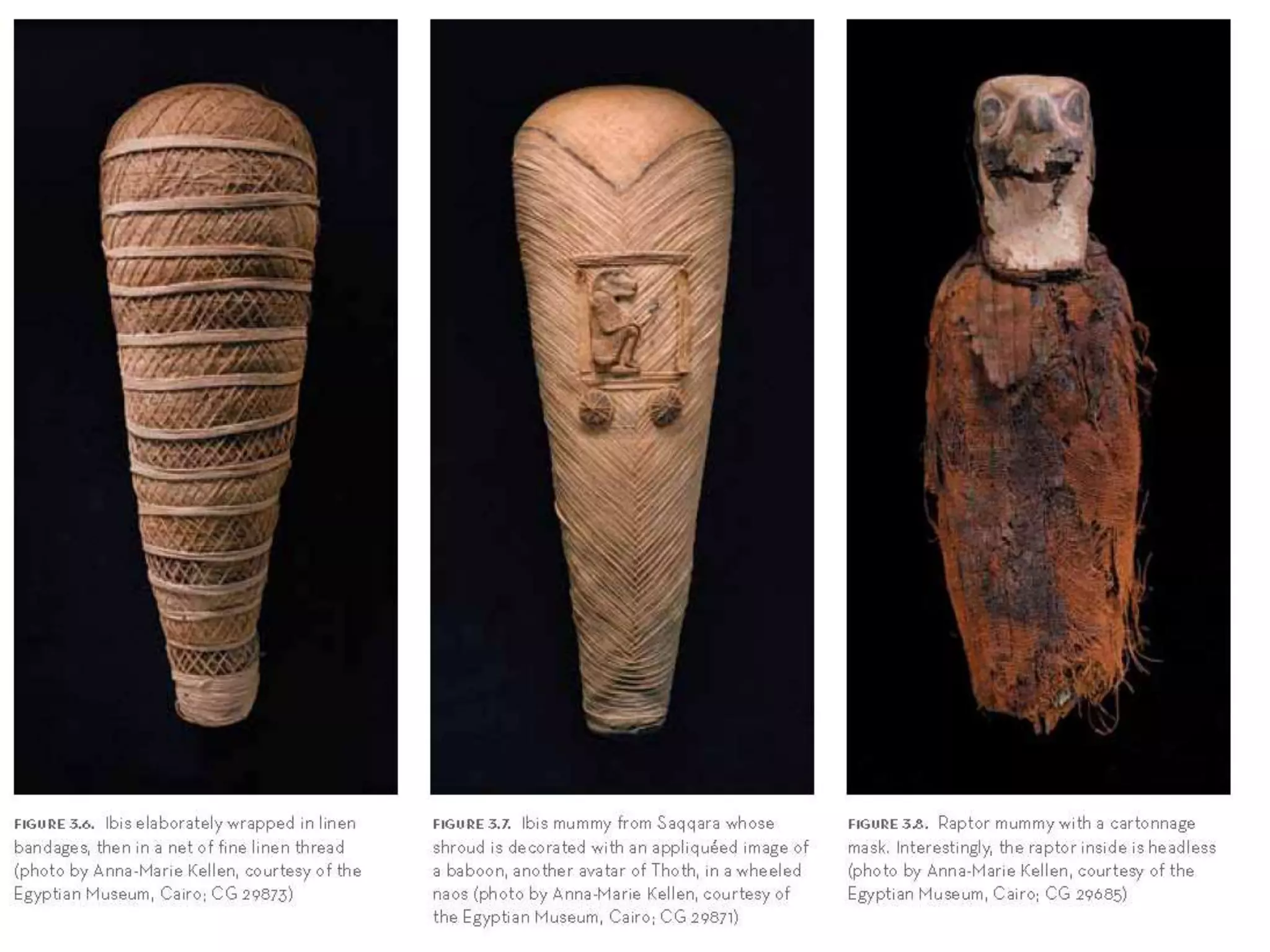Bird mummies from ancient egypt | PPTX | Birdwatching | Hobbies & Interests