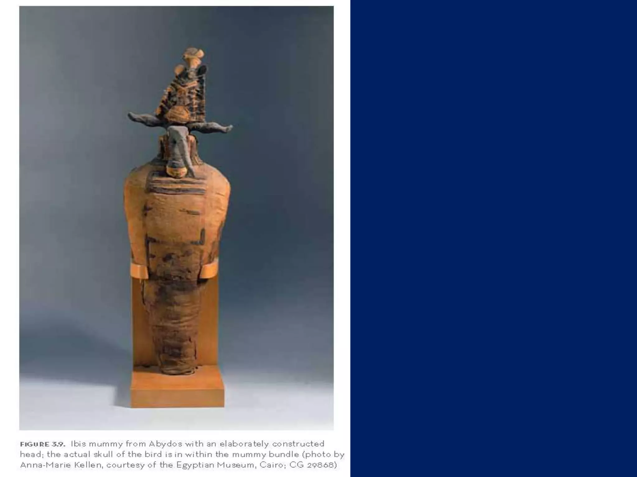 Bird mummies from ancient egypt | PPTX | Birdwatching | Hobbies & Interests