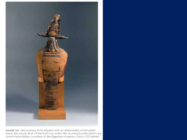 Bird mummies from ancient egypt | PPTX | Birdwatching | Hobbies & Interests