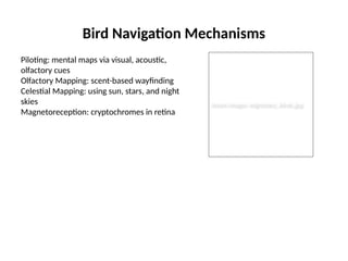 bird_navigation_and_lotus_leaf_effect.pptx