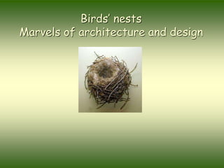 Bird nests | PPT