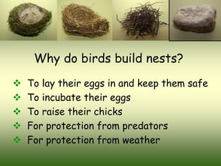 Bird nests | PPT