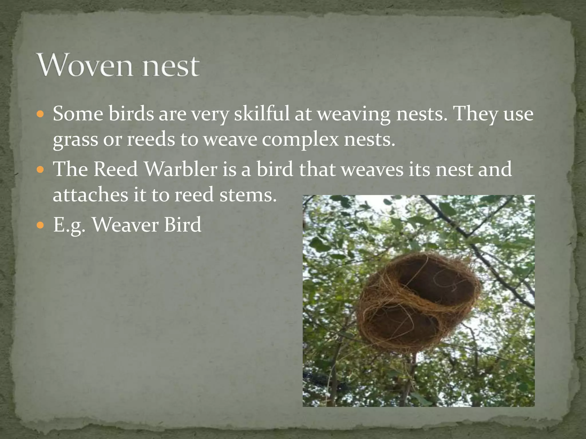 Bird nest type and nesting behaviour in birds | PPTX