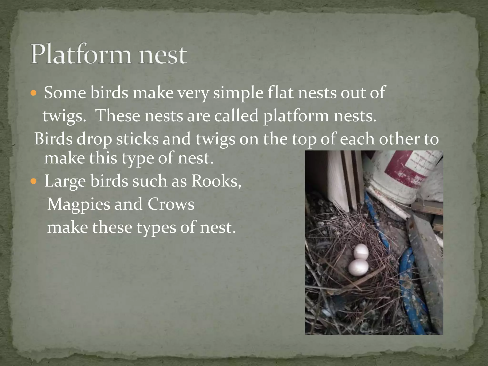 Bird nest type and nesting behaviour in birds | PPTX