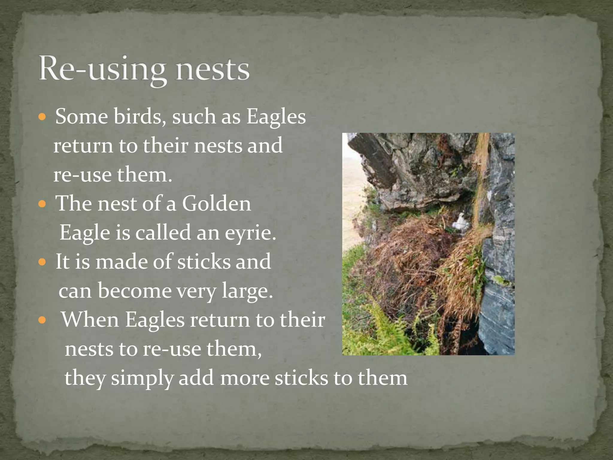 Bird nest type and nesting behaviour in birds | PPTX