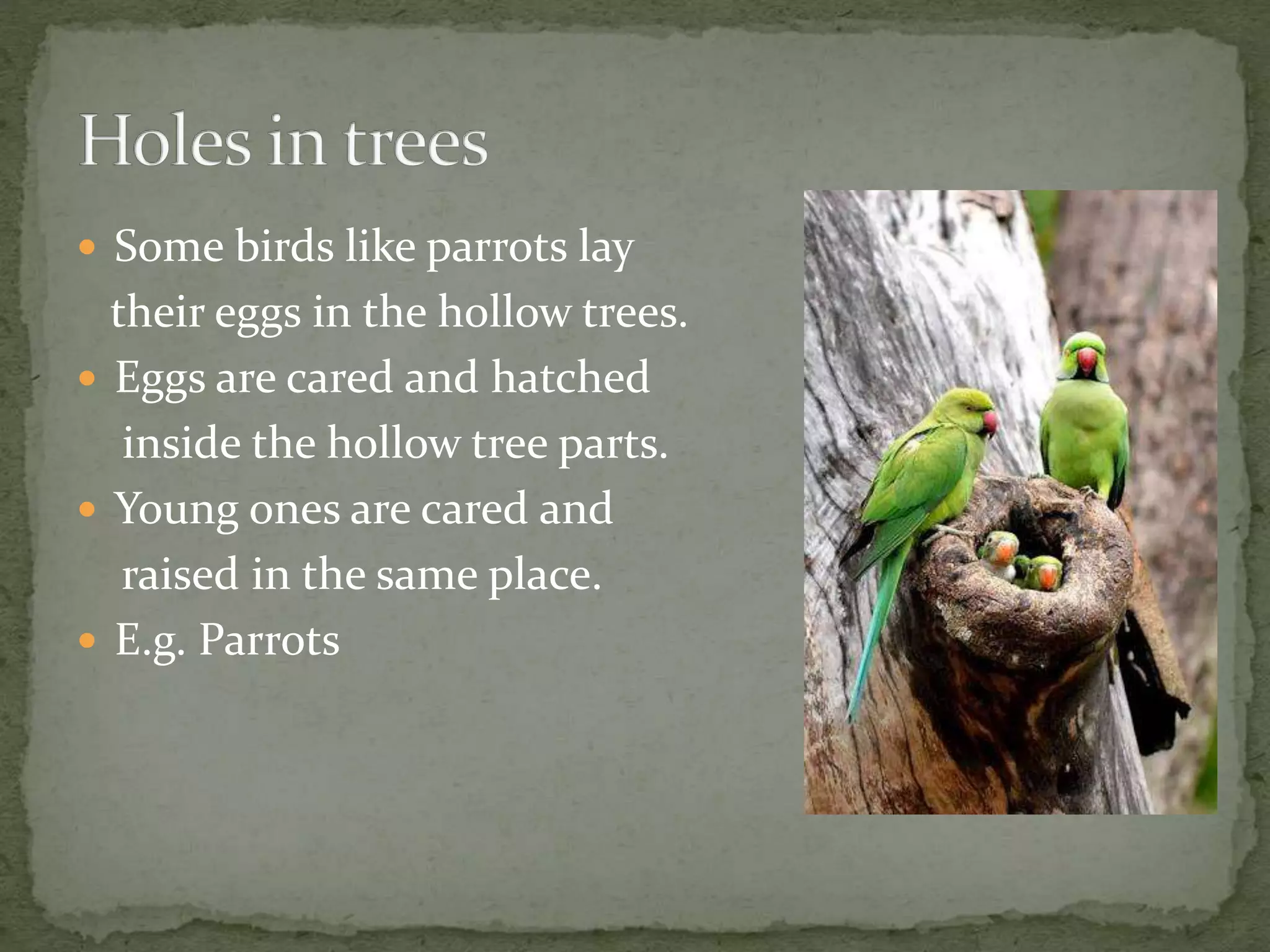 Bird nest type and nesting behaviour in birds | PPTX