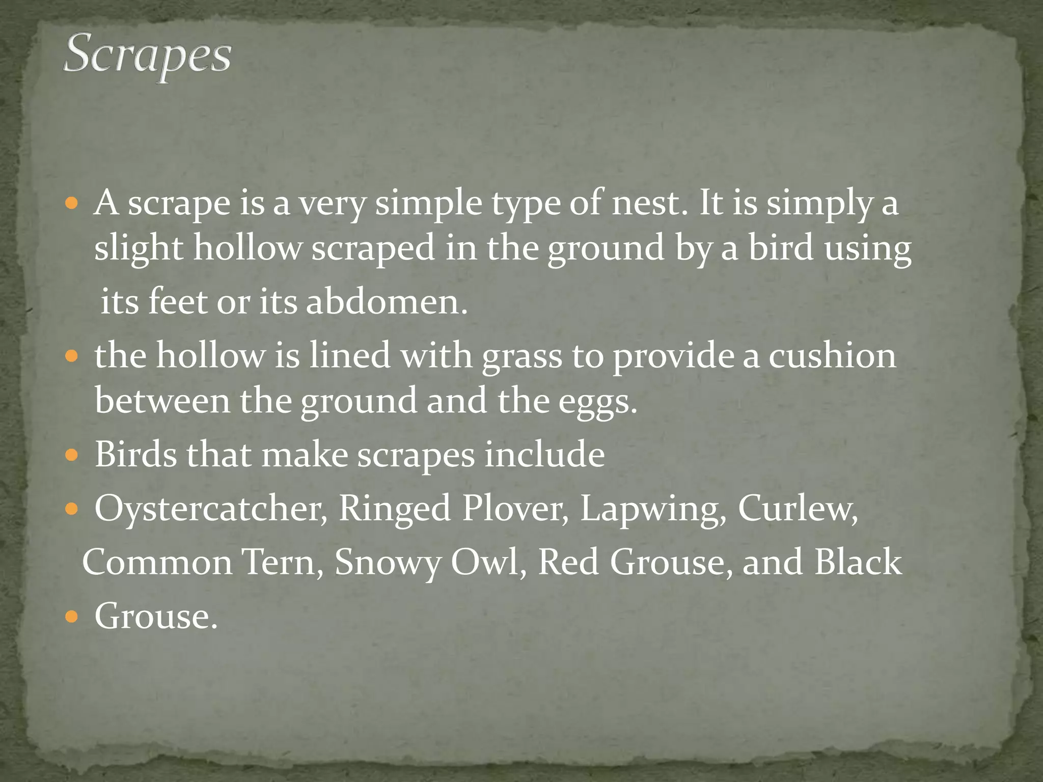 Bird nest type and nesting behaviour in birds | PPTX