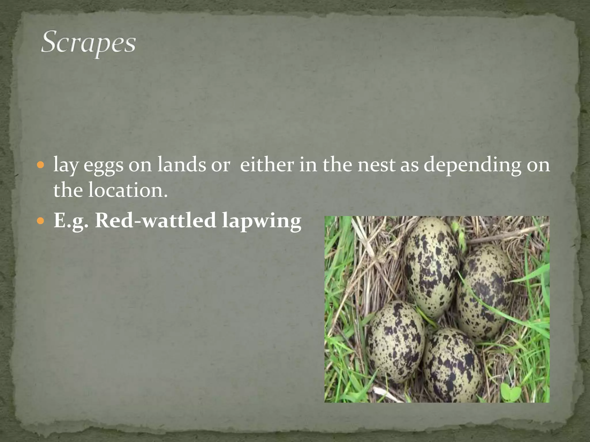 Bird nest type and nesting behaviour in birds | PPTX