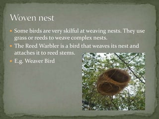Bird nest type and nesting behaviour in birds | PPTX