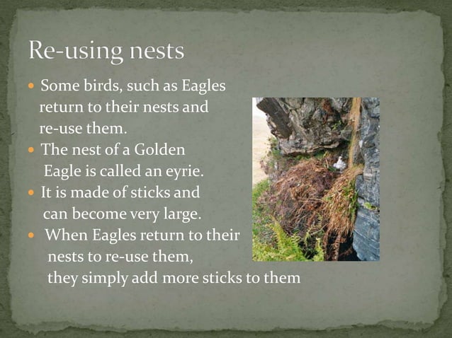 Bird nest type and nesting behaviour in birds | PPTX