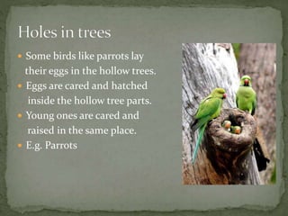 Bird nest type and nesting behaviour in birds | PPTX