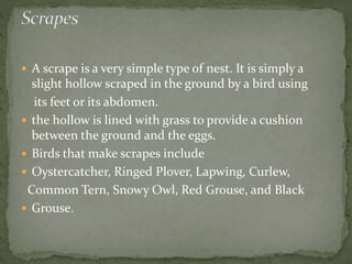 Bird nest type and nesting behaviour in birds | PPTX