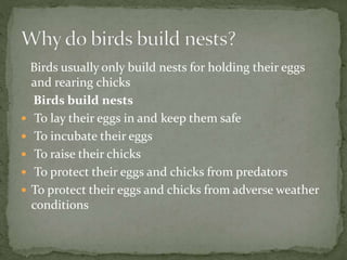 Bird nest type and nesting behaviour in birds | PPTX