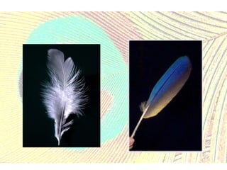 Bird notes Notes on Class Aves, including flight, calls, migratory ...