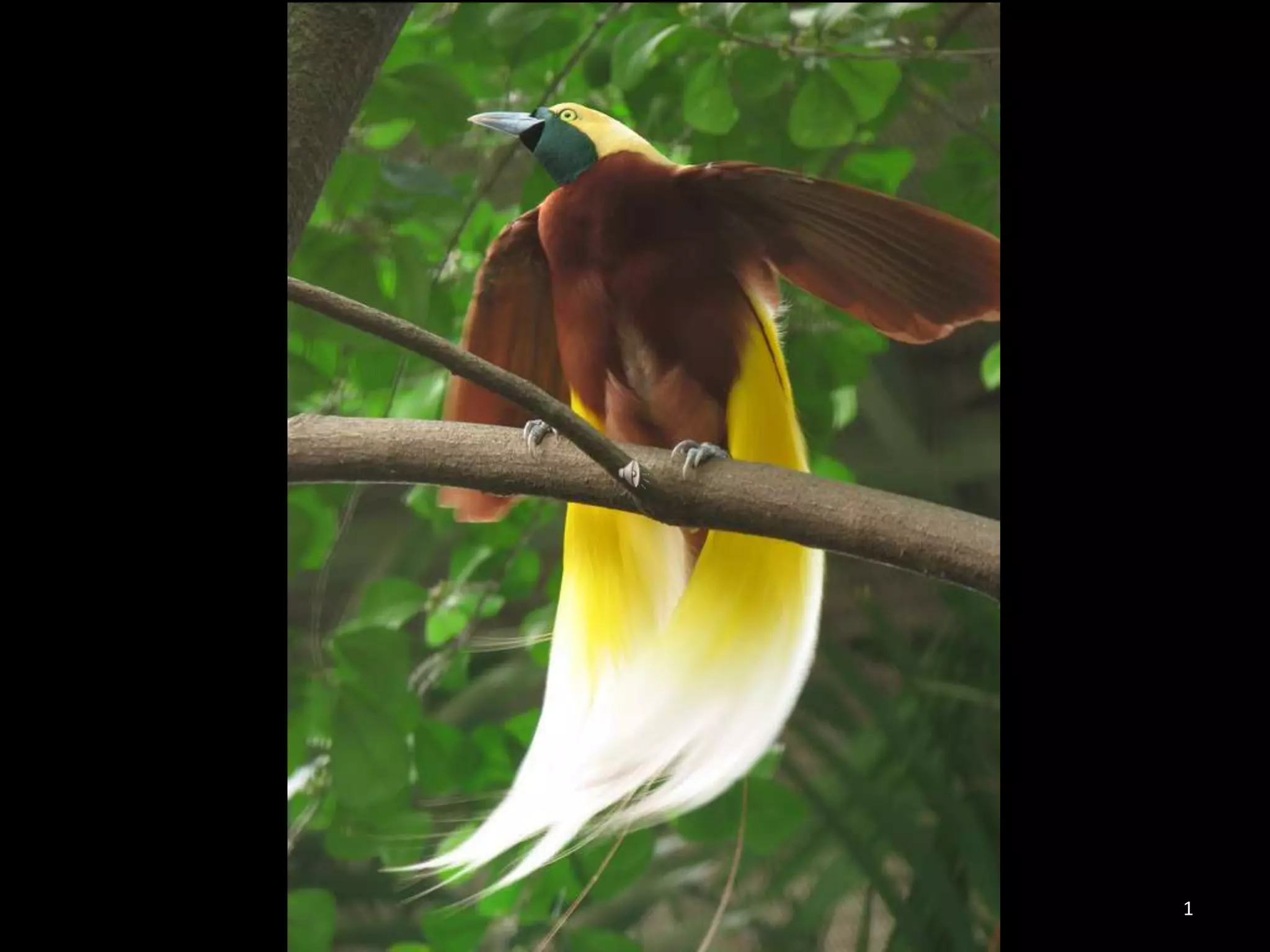 Bird Of Paradise | PPSX