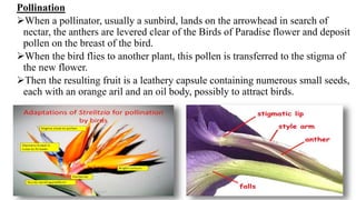 Bird of paradise | PPTX