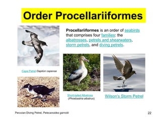 Bird orders | PPSX