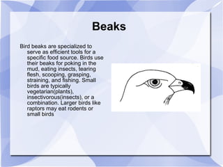 Bird powerpoint | ODP