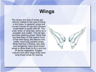 Bird powerpoint | ODP