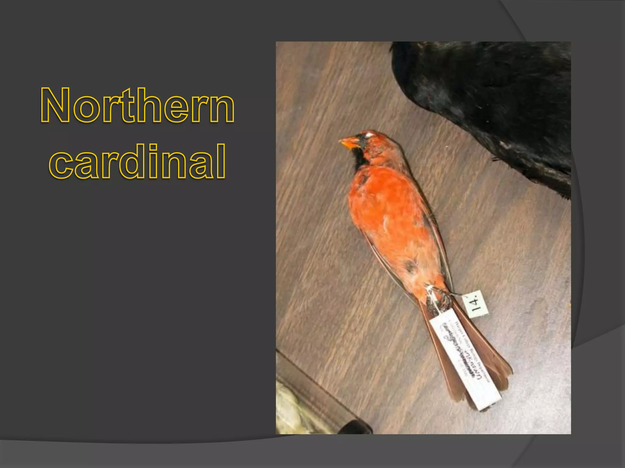 Bird PPT | PPT | Free Download