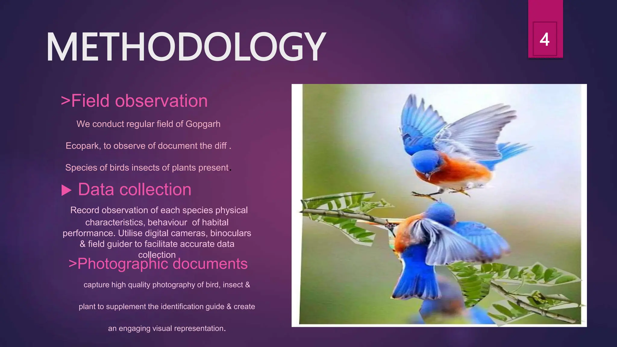 bird ppt Presentation.survey about the bird.pptx. | PPT