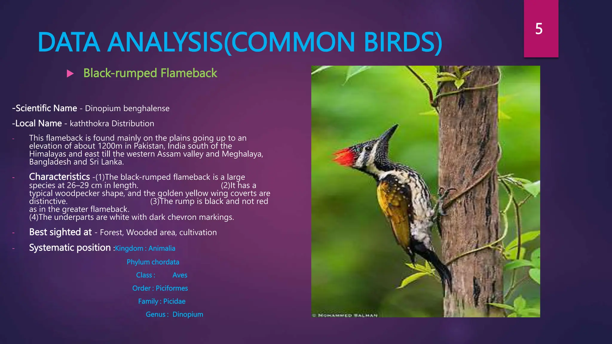 bird ppt Presentation.survey about the bird.pptx. | PPT