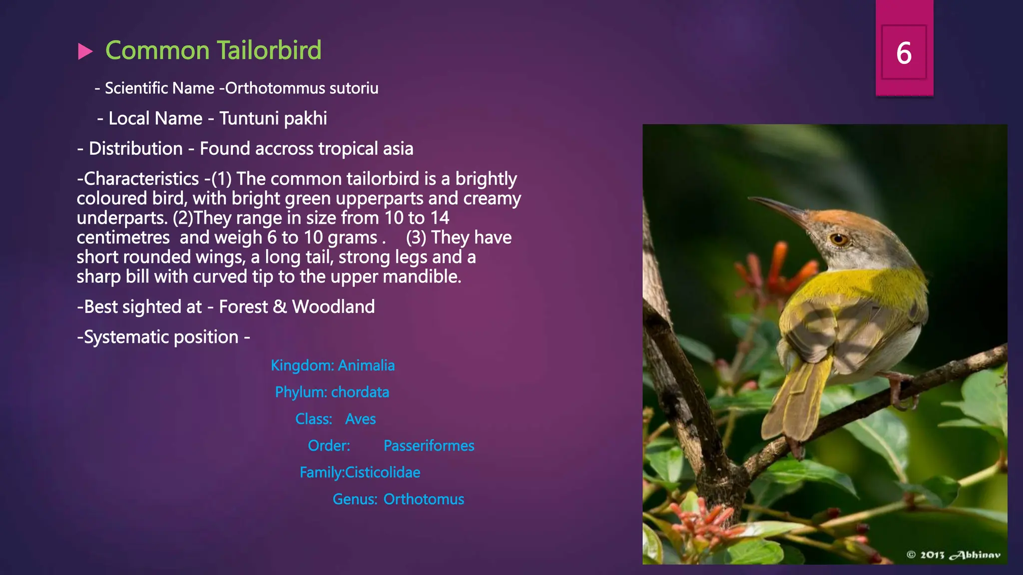 bird ppt Presentation.survey about the bird.pptx. | PPT