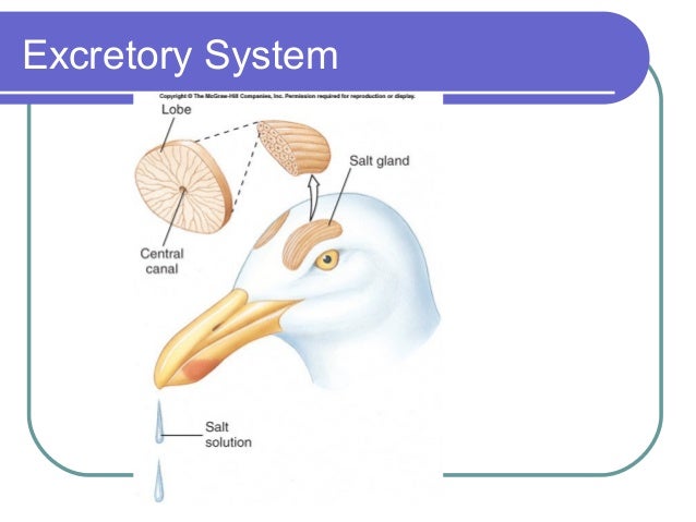 Bird Excretory System