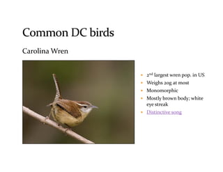 My Pecha Kucha: Birds | PDF | Birdwatching | Hobbies & Interests